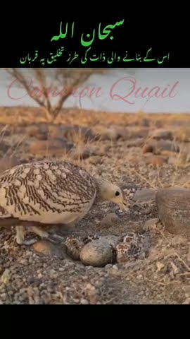 #Common Quail | #Bater #Bird | @TheLearningAspirants - YouTube