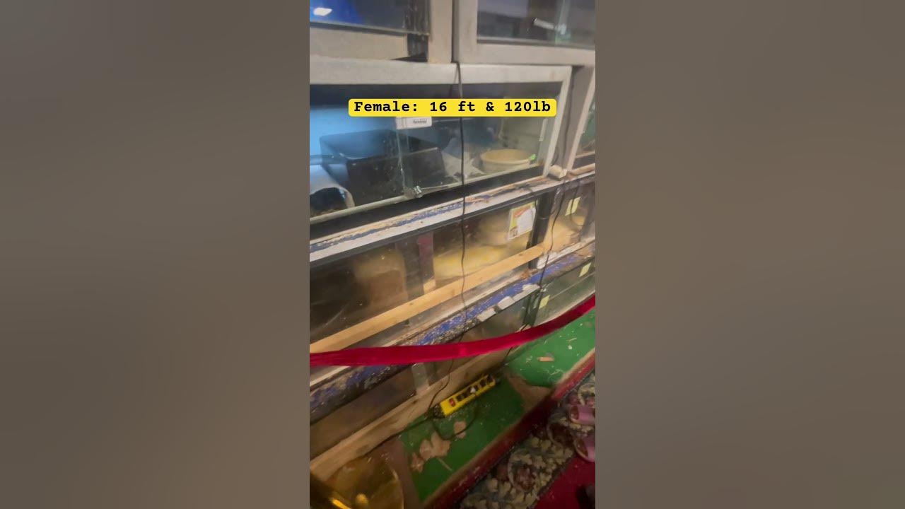 Burmese vs Ball Python At Herps - YouTube