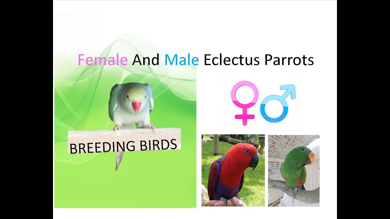 Beautiful Parrots Female And Male Eclectus Parrots - YouTube