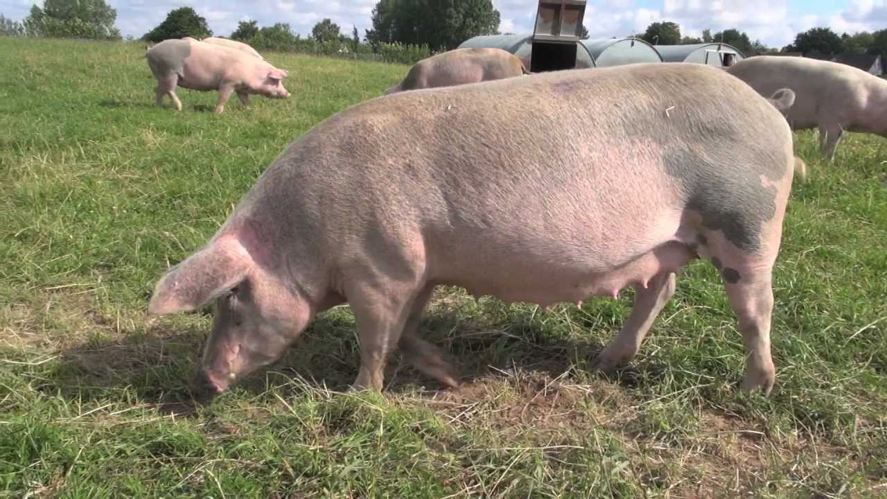 Udviklingscenter for Husdyr på Friland - YouTube