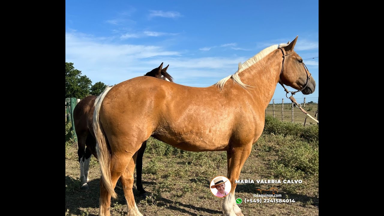 Yegua baya naranja ruana de Chascomús $180 mil LOSEQUINOS.COM - YouTube