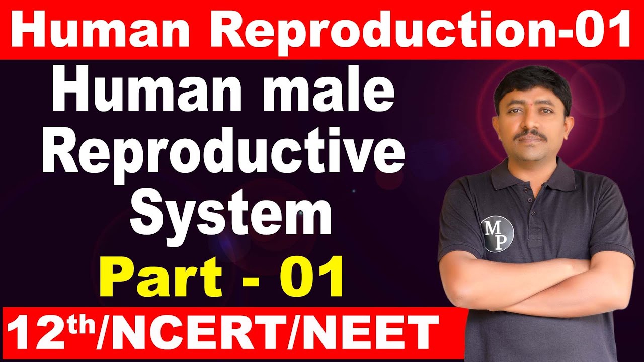HUMAN REPRODUCTION-01 II HUMAN MALE REPRODUCTION SYSTEM-PART -1 II MASS ...