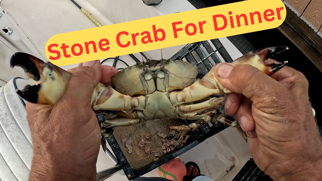 November Stone Crab Key Largo Catch Clean Cook and Eat! - YouTube