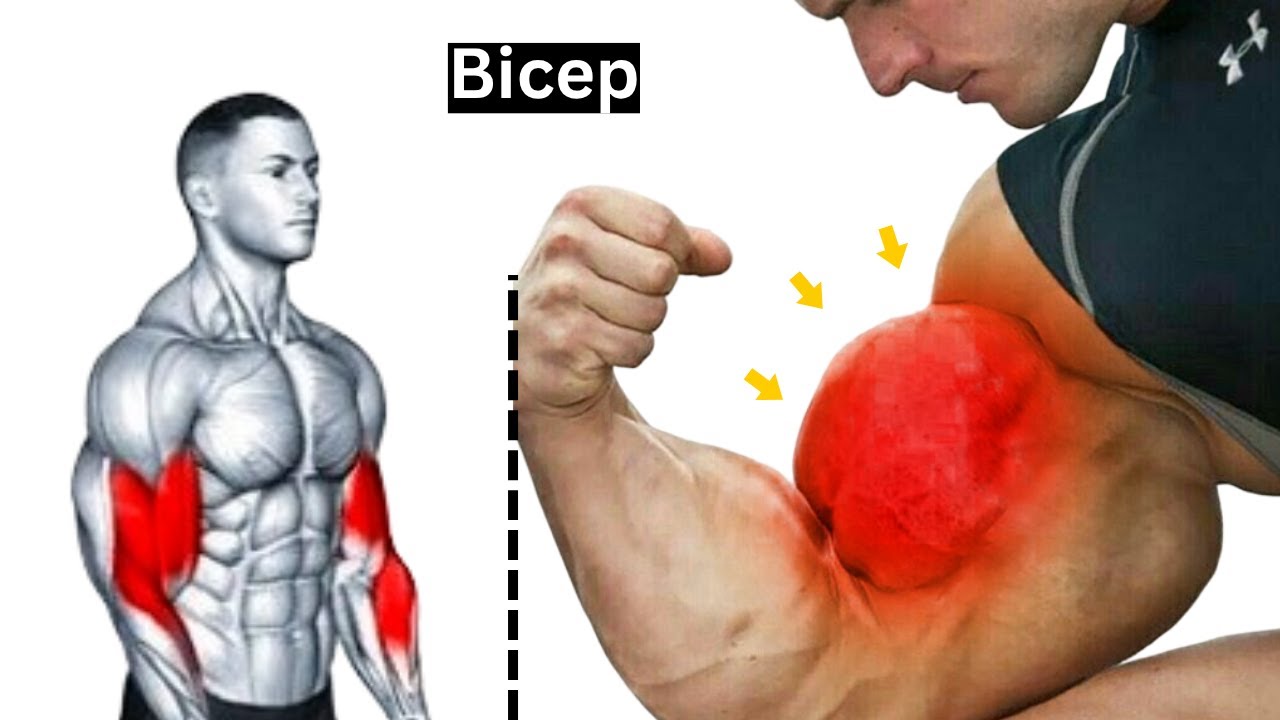 Best Biceps Workout Routine - 5 Effective Biceps Exercise - YouTube