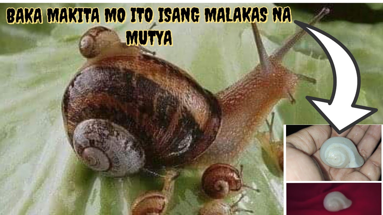 MUTYA NG SUSONG KUHOL:KAUNTING PALIWANAG PATUNGKOL SA MUTYA NG KUHOL ...