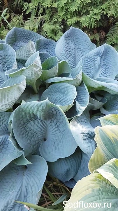 Роскошная хоста Биг Дэдди Big Daddy - YouTube