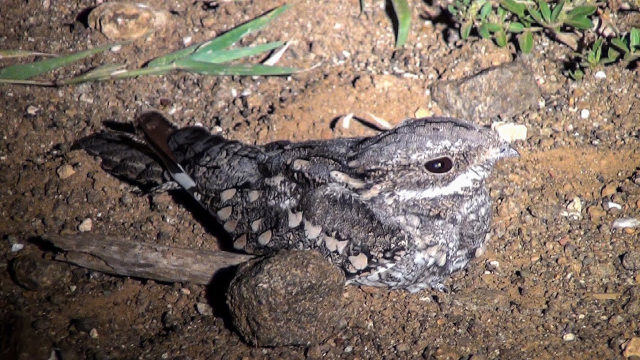 Secrets of the Fiery-Necked Nightjar Revealed - YouTube