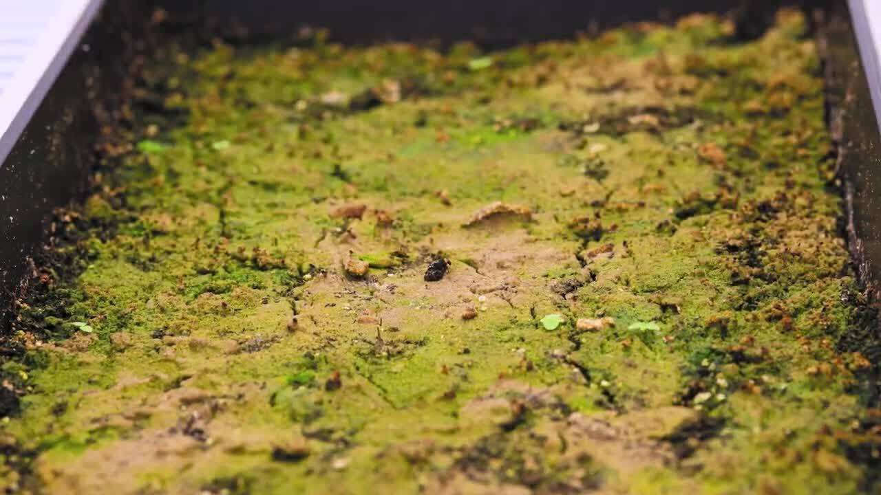 MSU Beal Seed Experiment time lapse - YouTube
