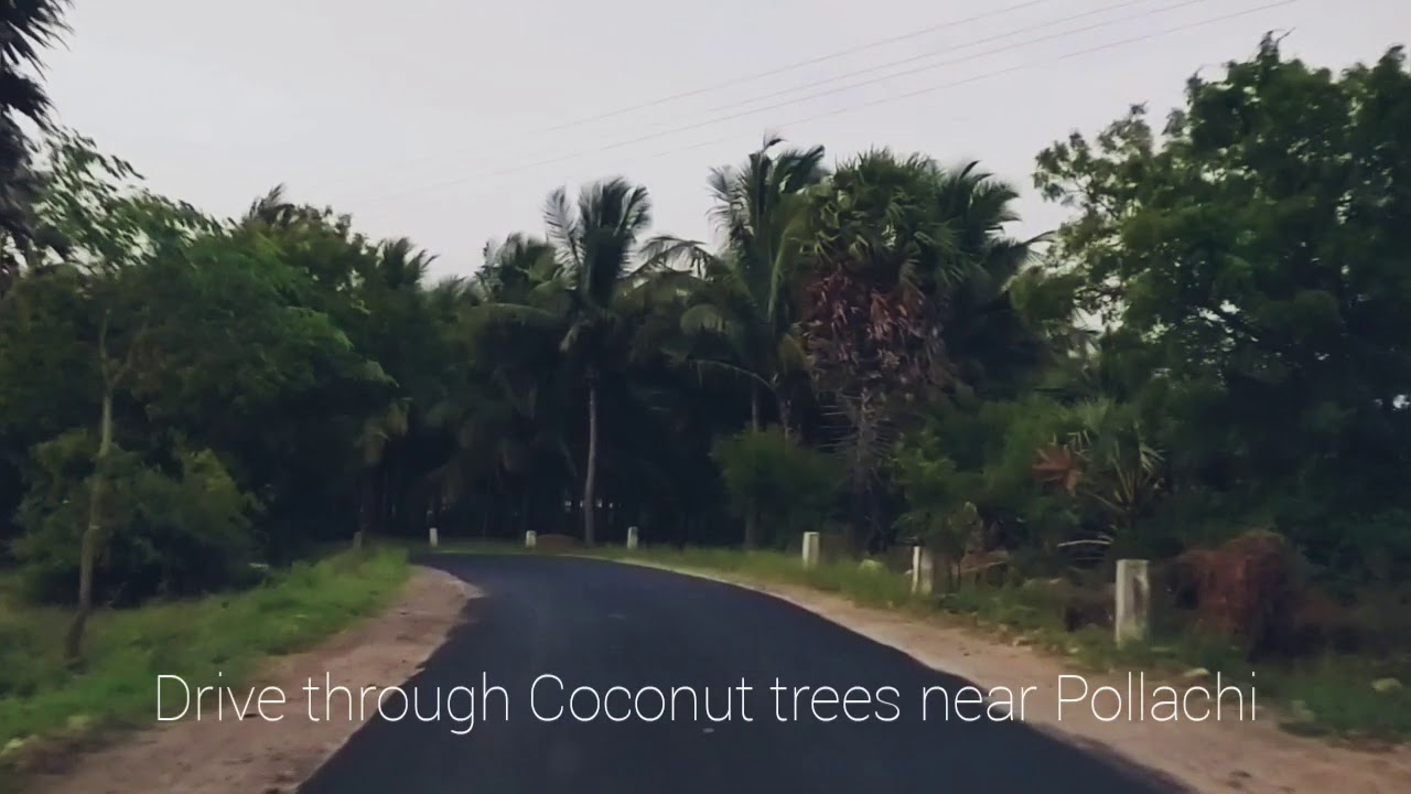 Driving through Coconut Trees near Pollachi - YouTube