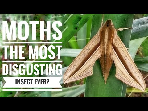 Moths: The Most Disgusting Insects Ever? @Hermanns.Tortoise.Island ...
