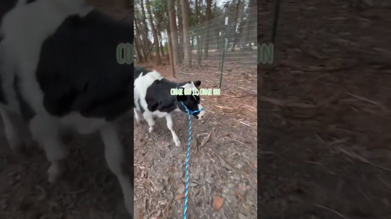 Freedom Forest Farm - Starting a homestead & Forest Farm from Scratch!