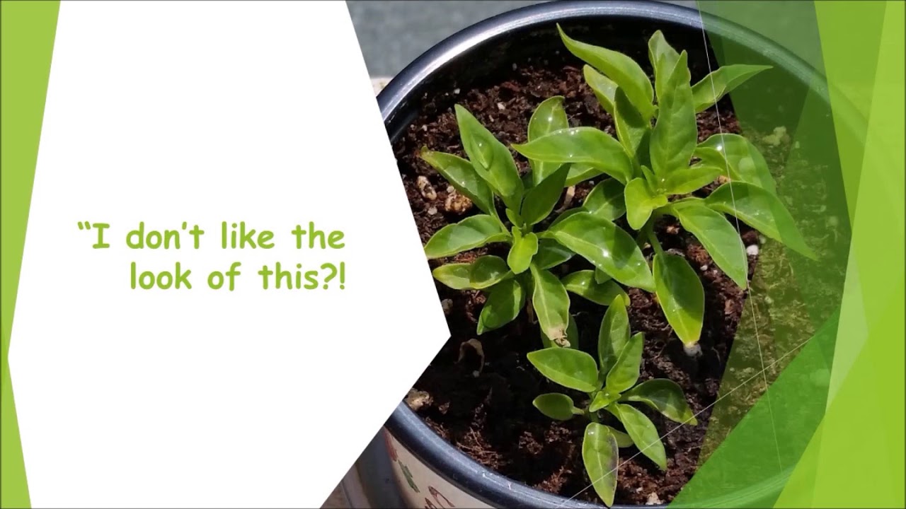 My Capsicum sombrero Time-Lapse Movie - YouTube
