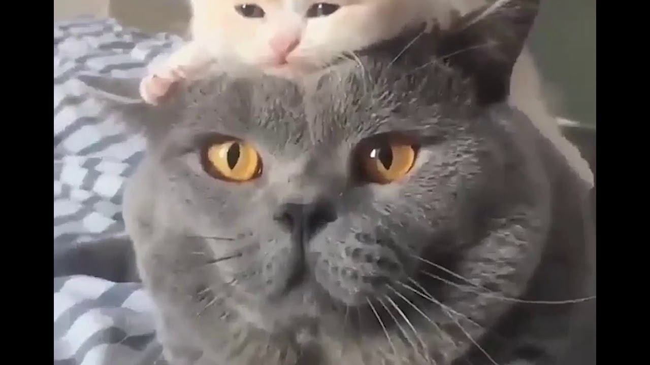 humorous cat reactions - YouTube