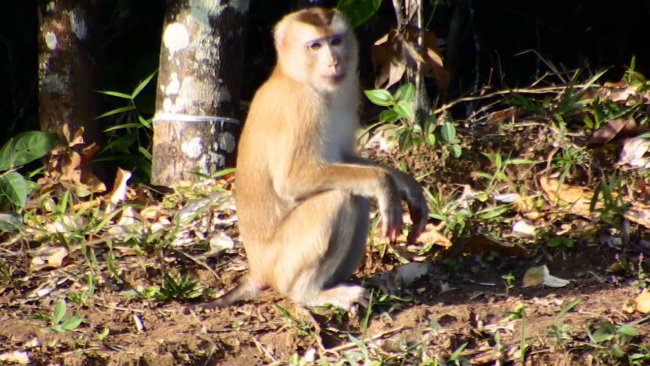 naughty macaques - YouTube