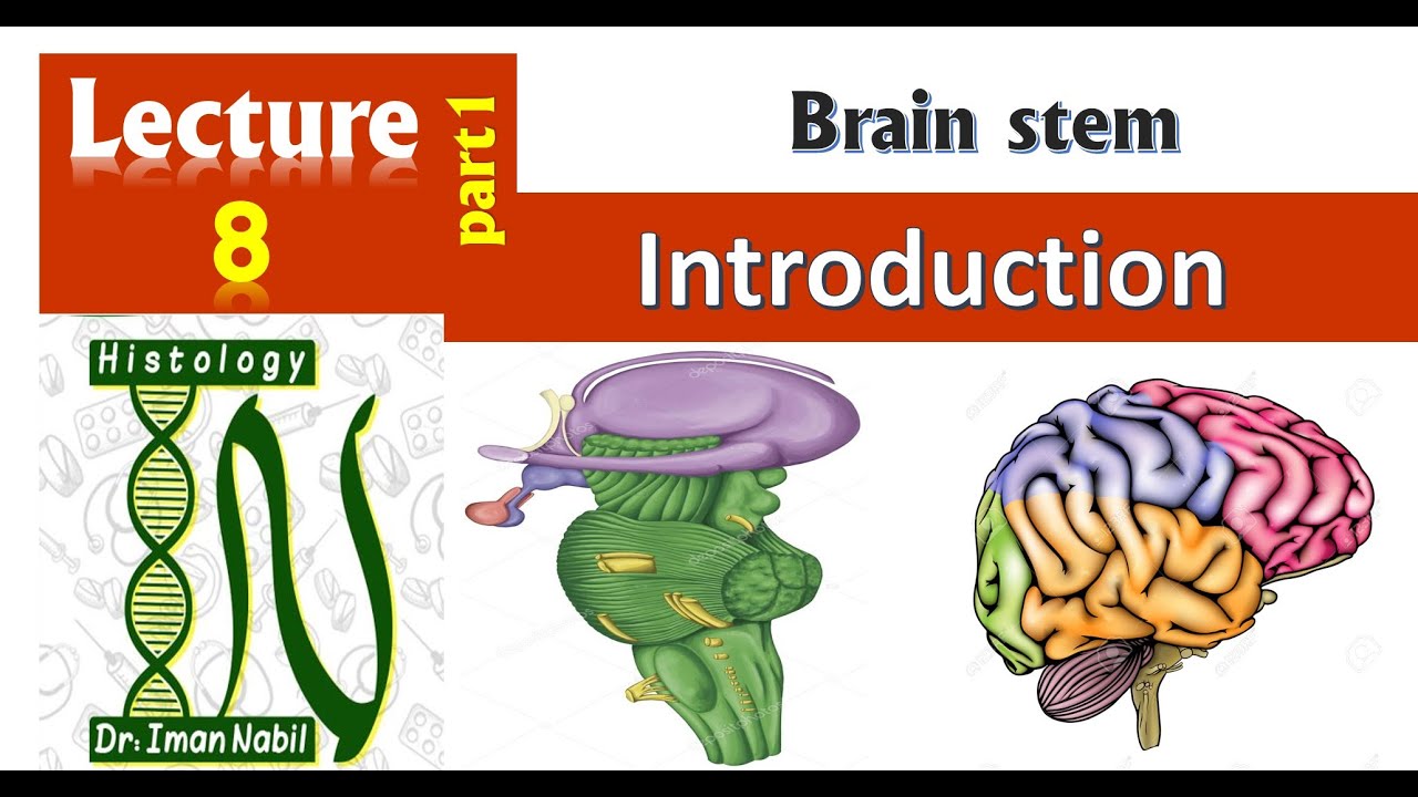 Brain stem-1- Introduction-Histology-CNS module - YouTube