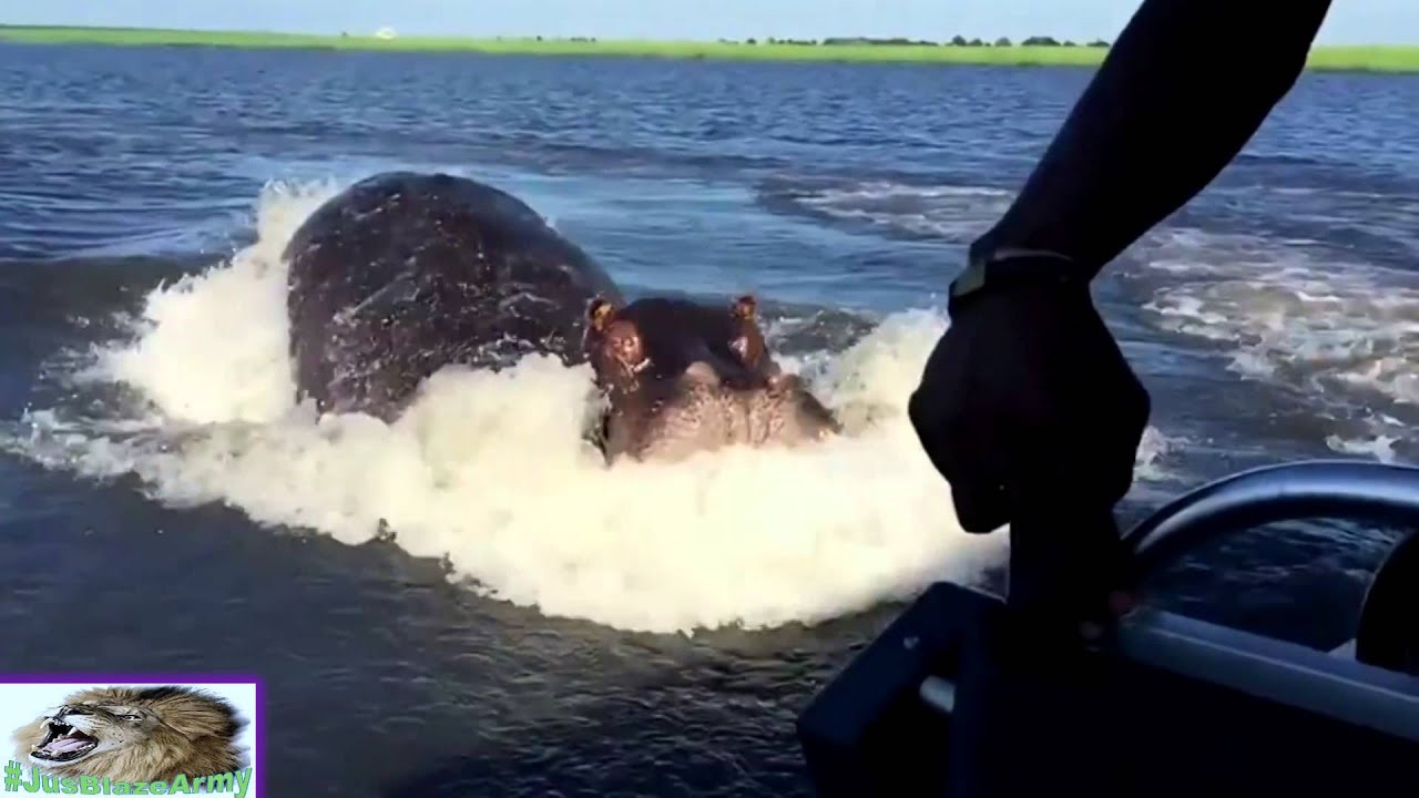 Hippo Attack Caught On Film... UP CLOSE!! - YouTube