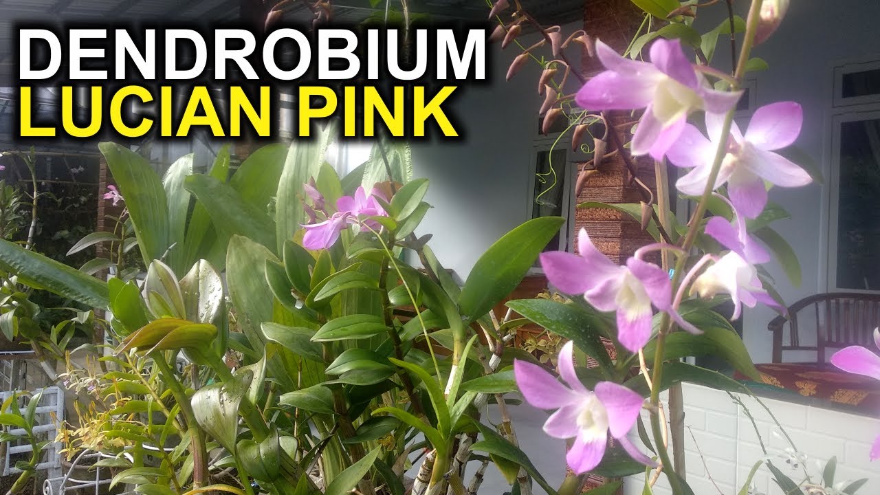 Bunga Mekar Bertahan 3 Bulan Dendrobium Lucian Pink - YouTube