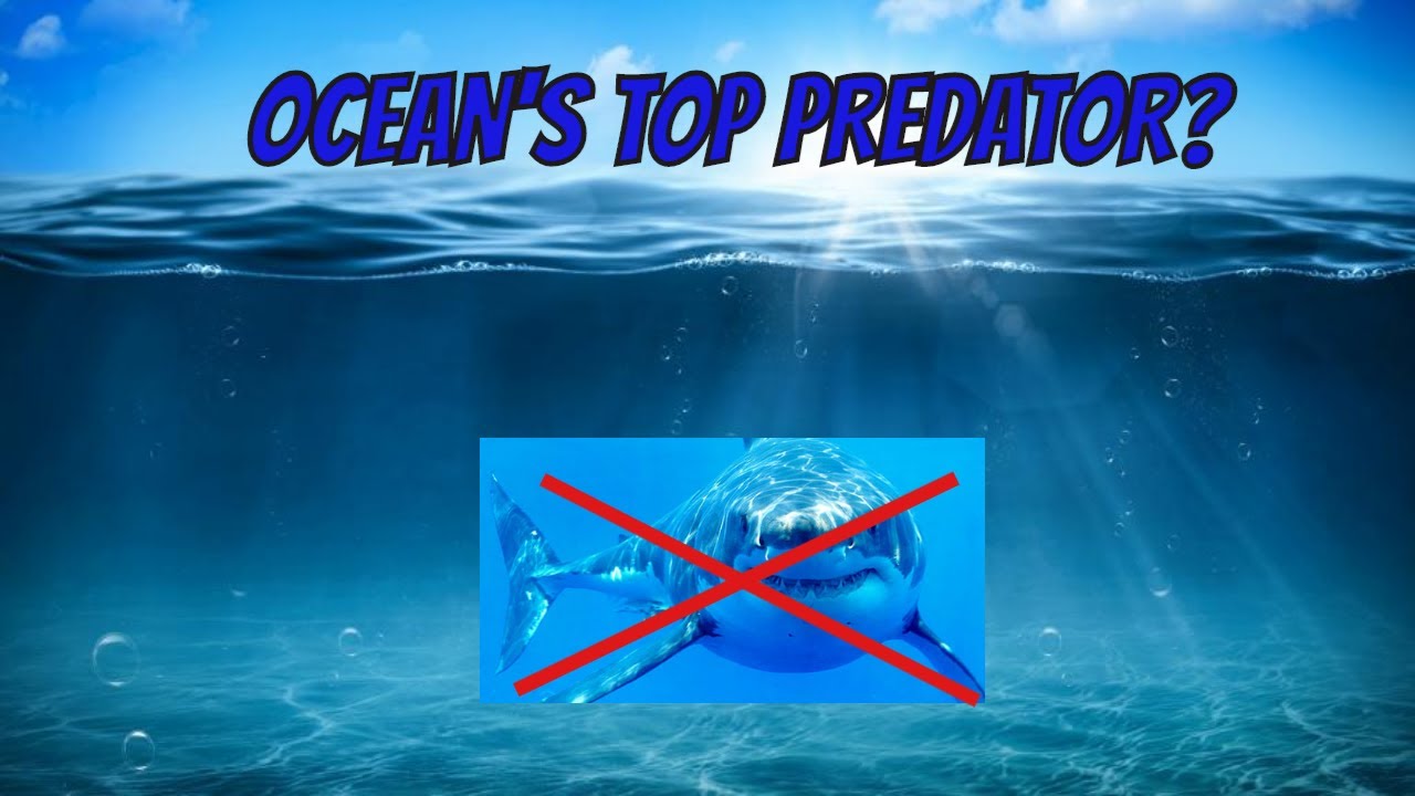 OCEAN’S TOP PREDATOR?! ORCA - YouTube