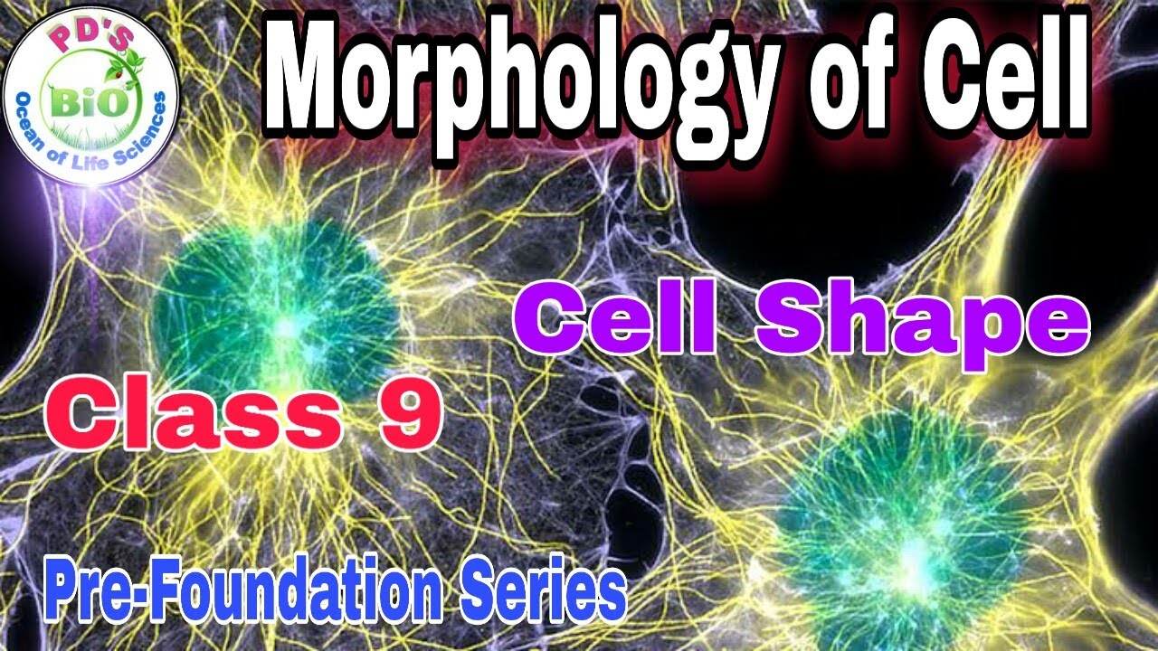 Parikh's Classes l Pre-foundationl Biology l Class 9th l Morphology of ...