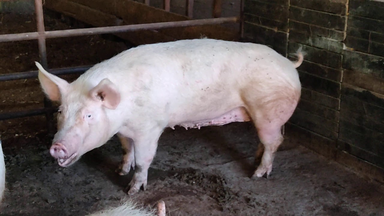 Cerdos Pietrain con York con buena genética - YouTube