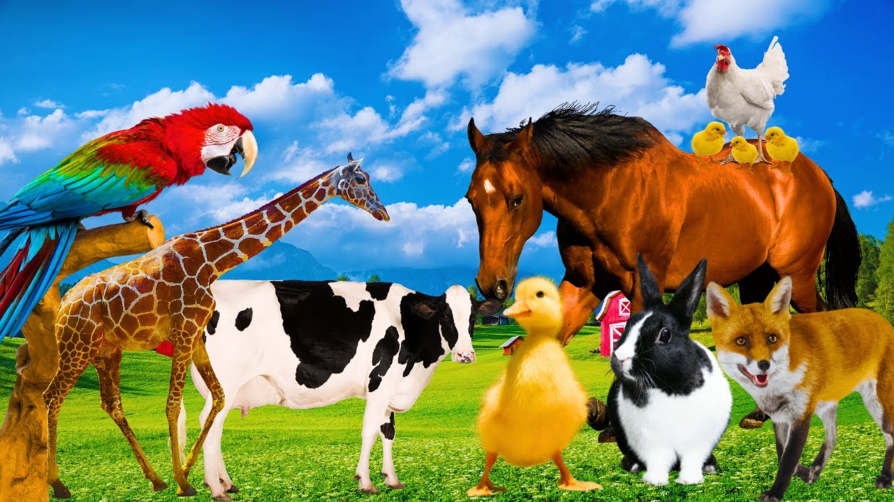 A Relaxing Compilation of Cute Little Farm Animal Sounds - Duck, Fox ...