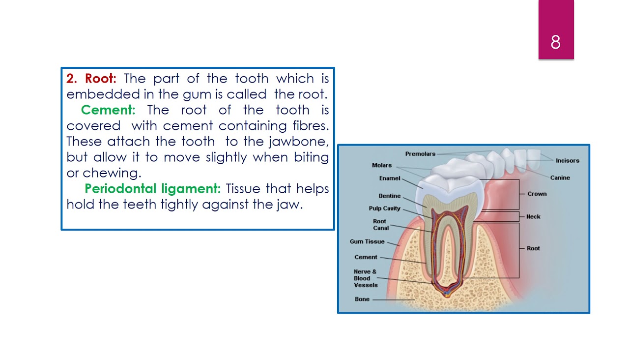 Human Teeth International GCSE Human Biology 9 1 - YouTube