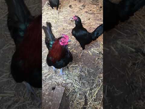 Asil cobra brownred trio hens cobra/hatch - YouTube