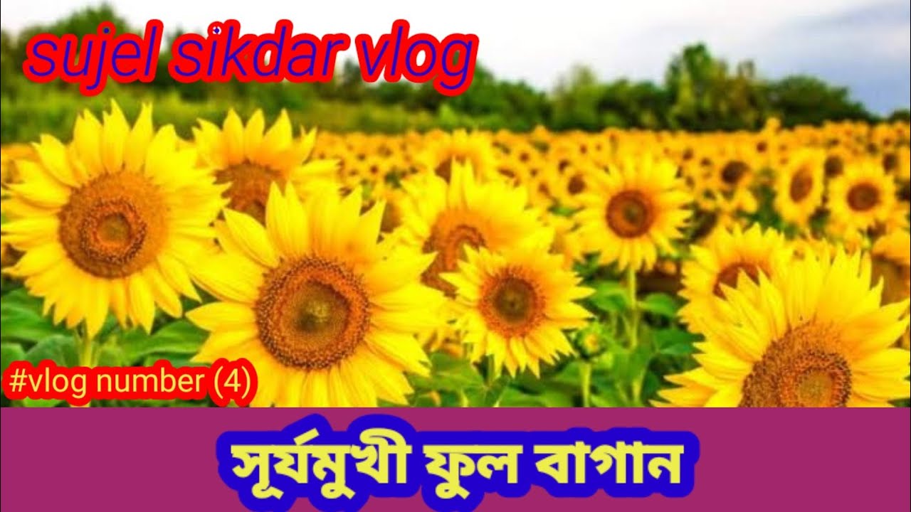 সূর্যমুখী ফুল বাগান# surjomuki ful bagan 2021 - YouTube