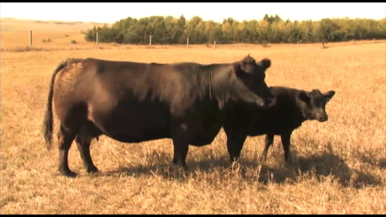 Lowline Cattle Pasture Scenes 2011 - YouTube