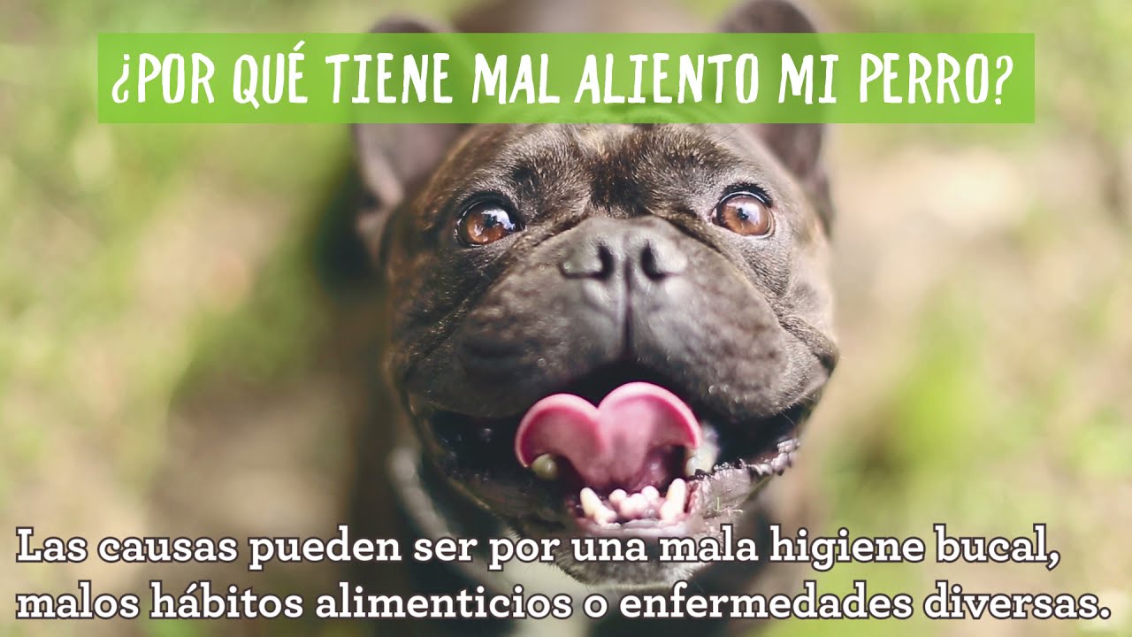 Mal aliento en perros. Aprende a combatirlo con estos sencillos trucos ...