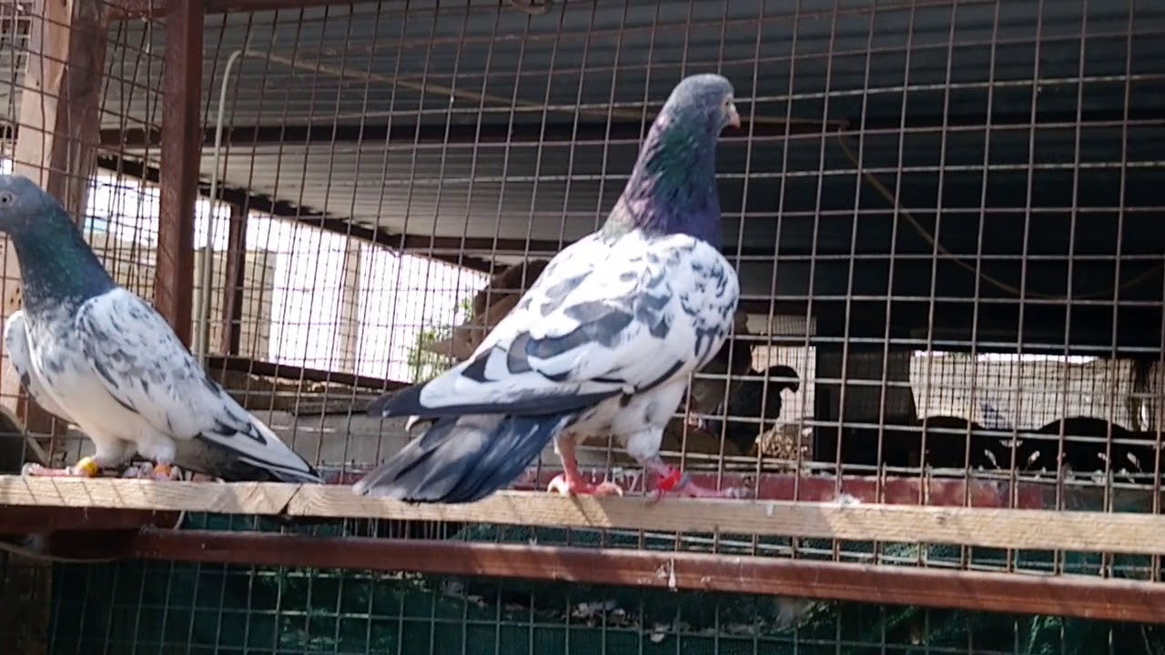 Taddy paire 4 sale by pigeon gallery - YouTube