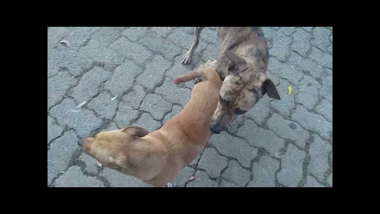 Street Dogs of Brazil | random 4K clip 6 - YouTube