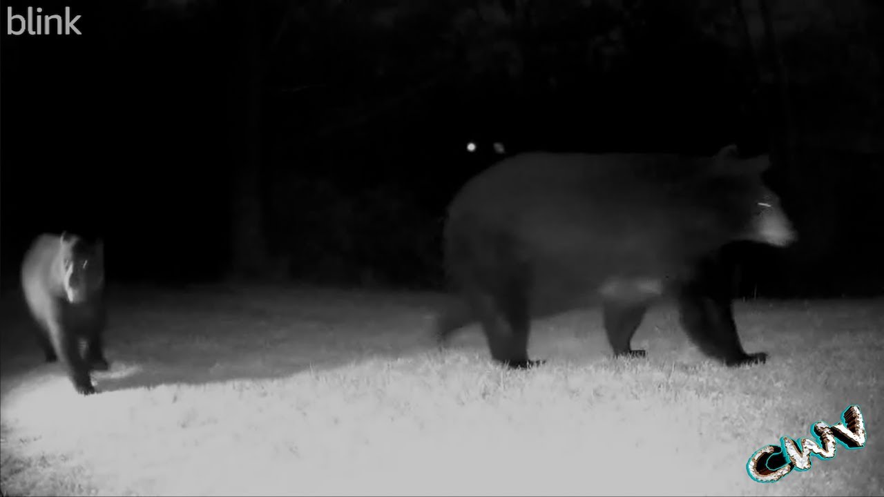 Bears are Back and Bigger then Before (5.5.23 - Day 3233) - YouTube