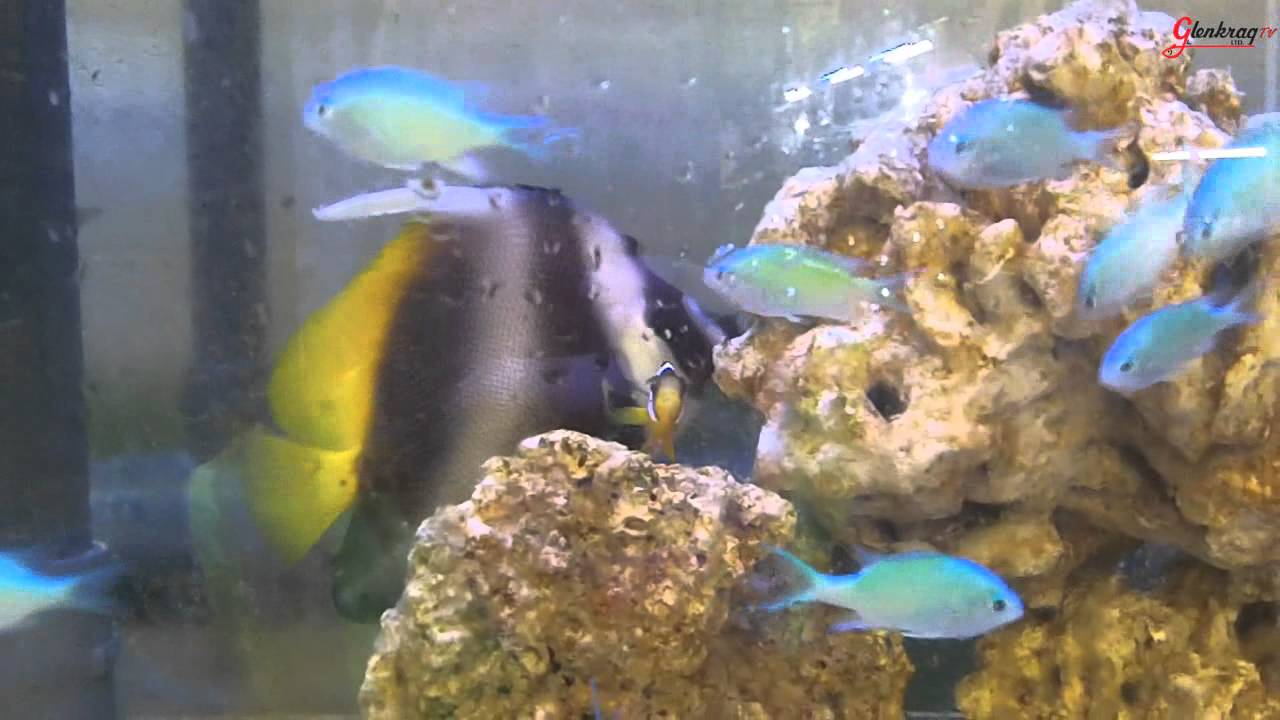 Large Banner Fish / Green Chromis - YouTube