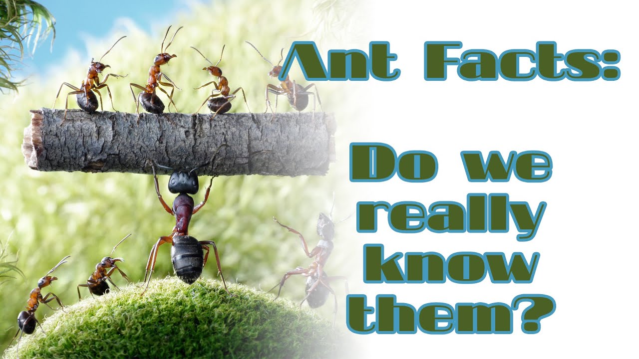 Consider the Ants - YouTube
