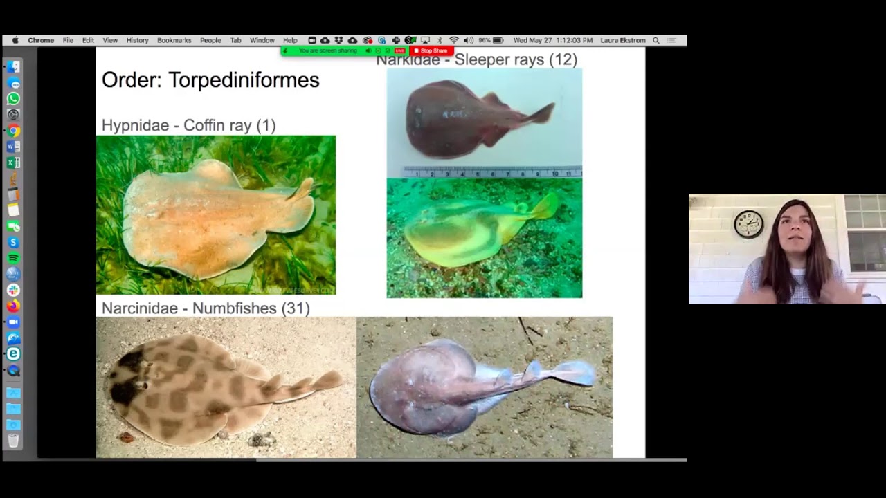 The Shocking Lives of Rays- with Dr. Laura Ekstrom - YouTube