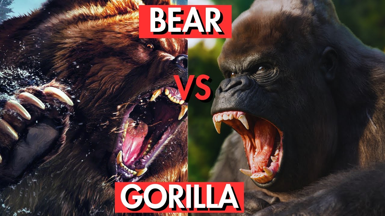 Grizzly Bear vs Silverback Gorilla: Who wins? - YouTube