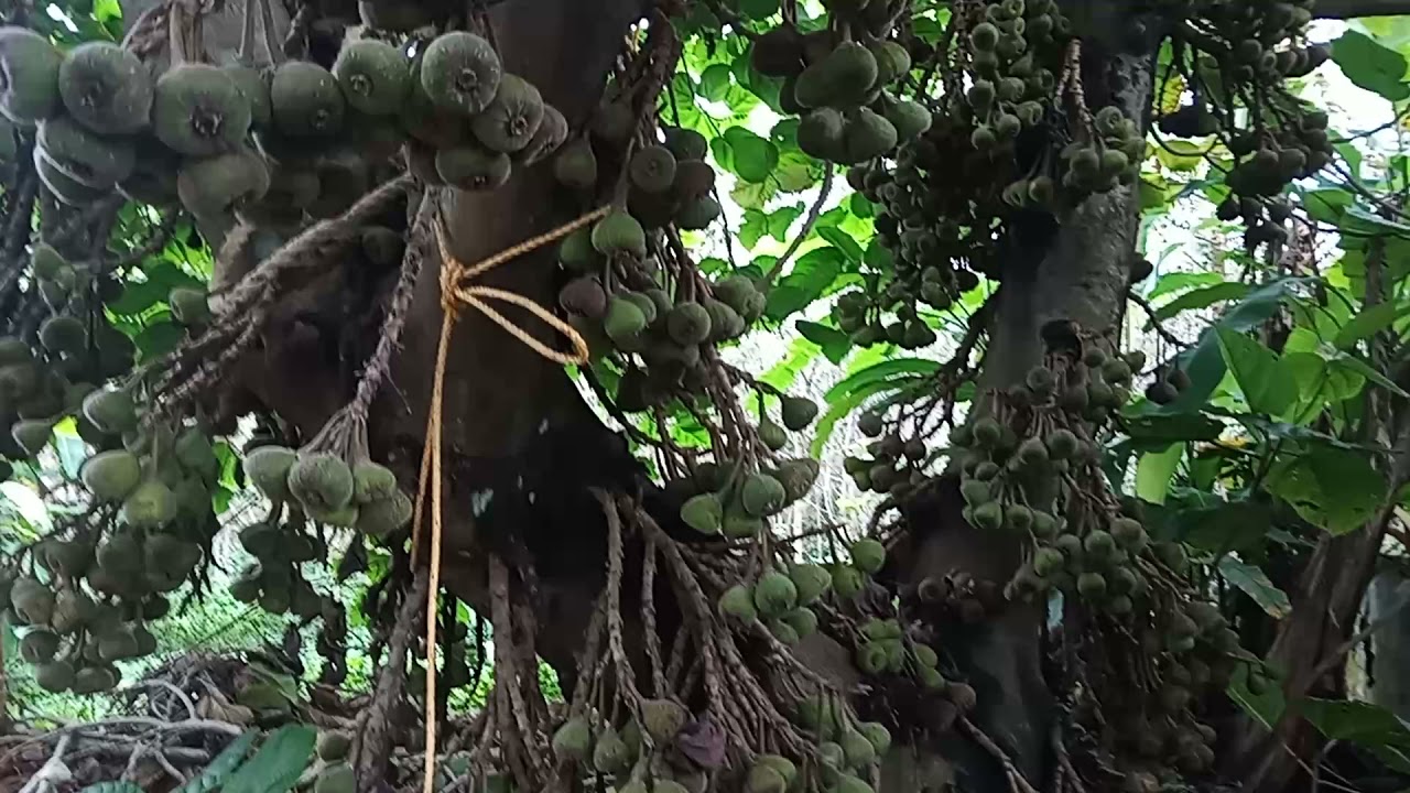 athippazham shorts..fig. - YouTube