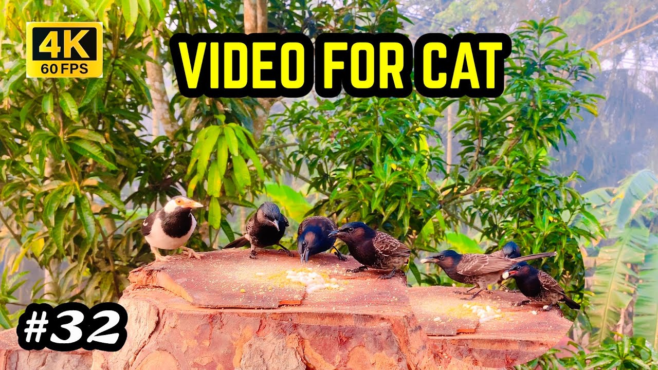 Relax with My Cat 🐈 Uninterrupted Cat Tv 🐈 Cat Videos for Cats to Watch ...