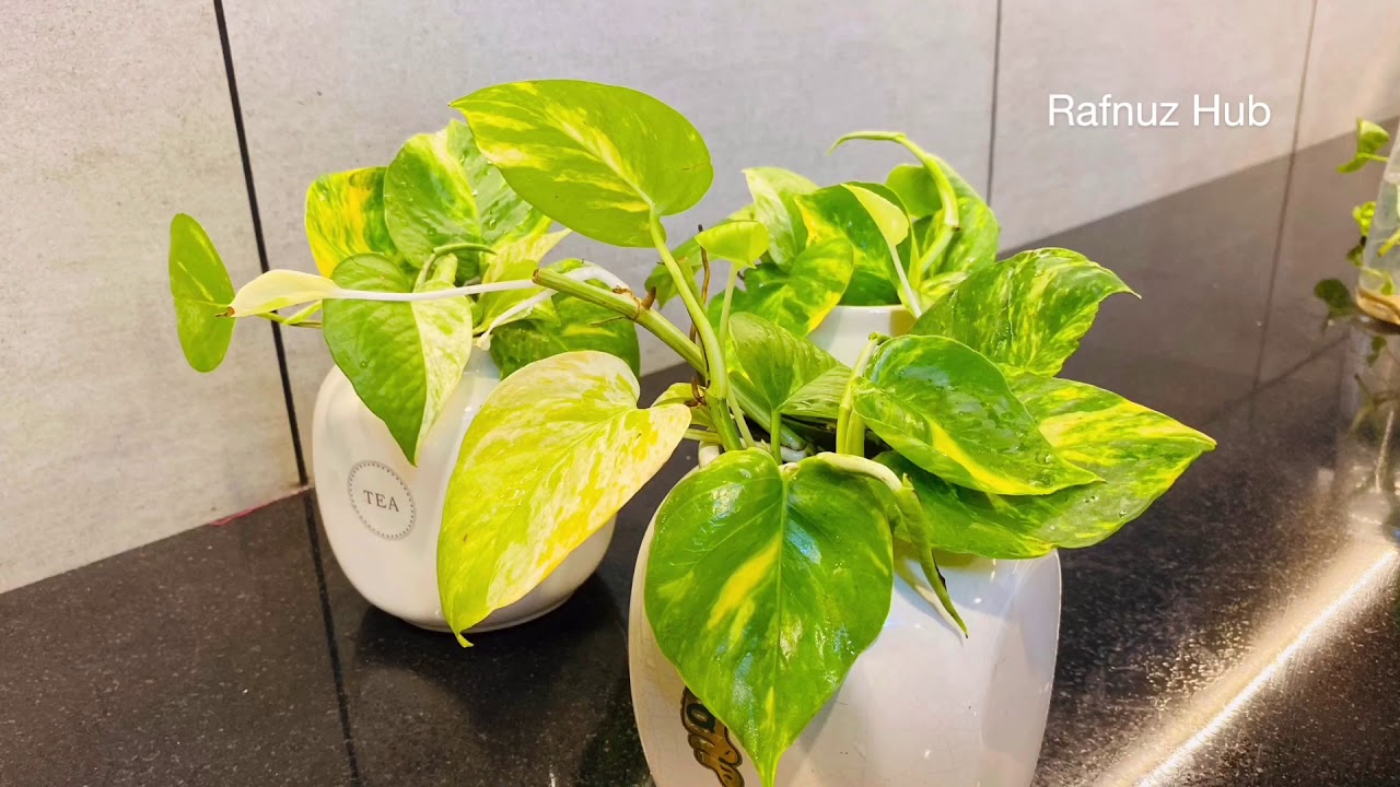 How to grow mani plant in Water//Complete guide For biginners - YouTube