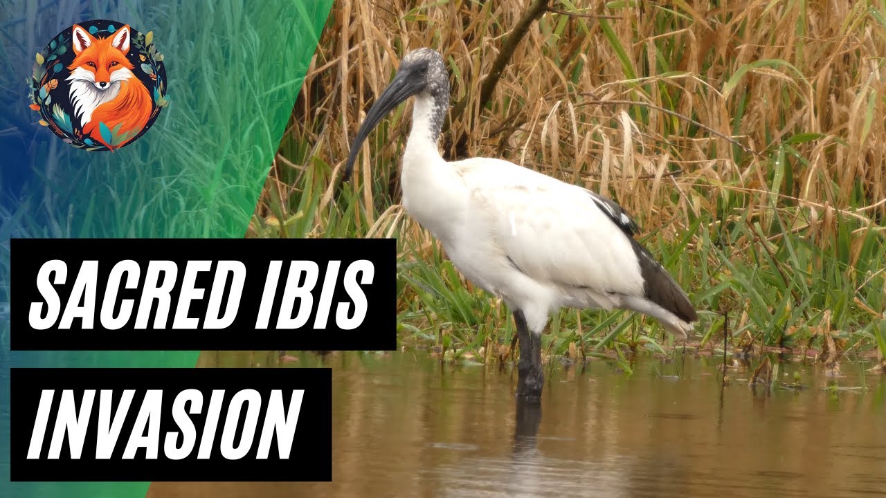 How the Sacred Ibis Took Over Northern Italy: An Invasive Bird Story ...