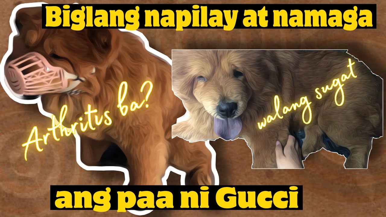 Biglang namaga ang paa ng Chow ko | Bakit biglang pilay ang paa ng aso ...