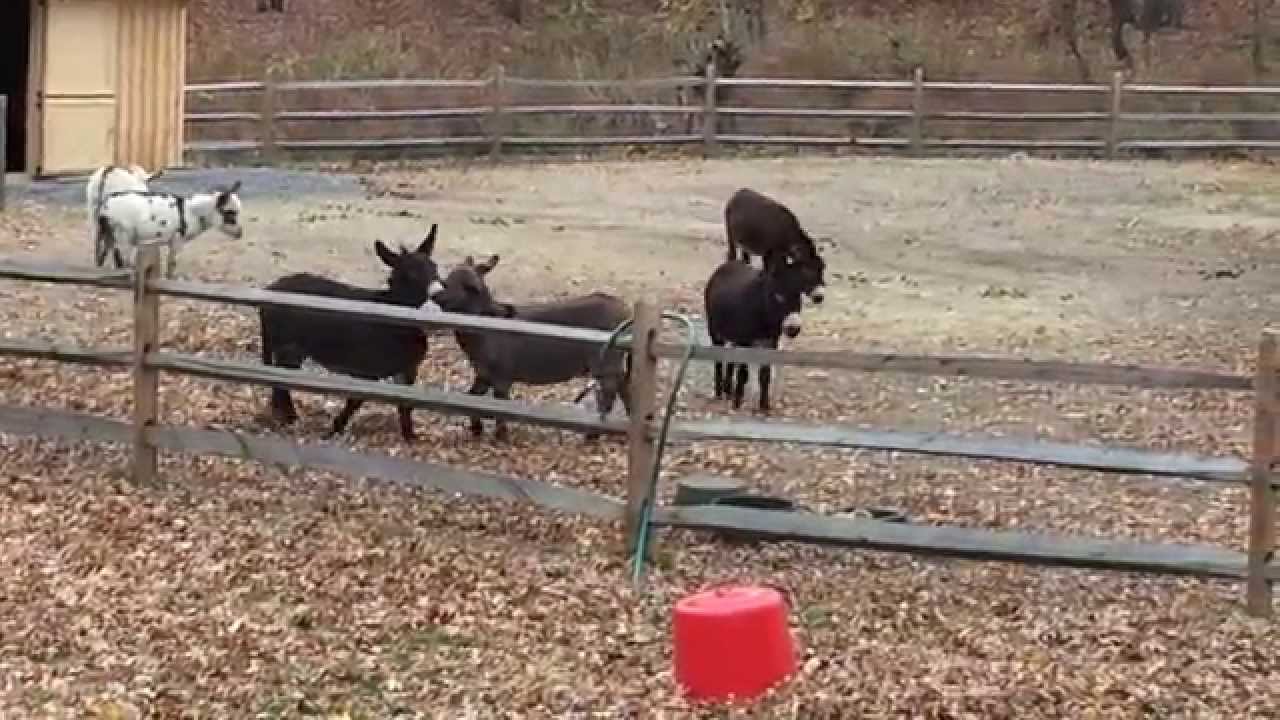 Miniature Donkeys Fall Frolicking - YouTube
