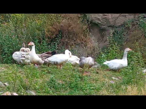 Qaz balalarının niyə qanadları əyilir ❓