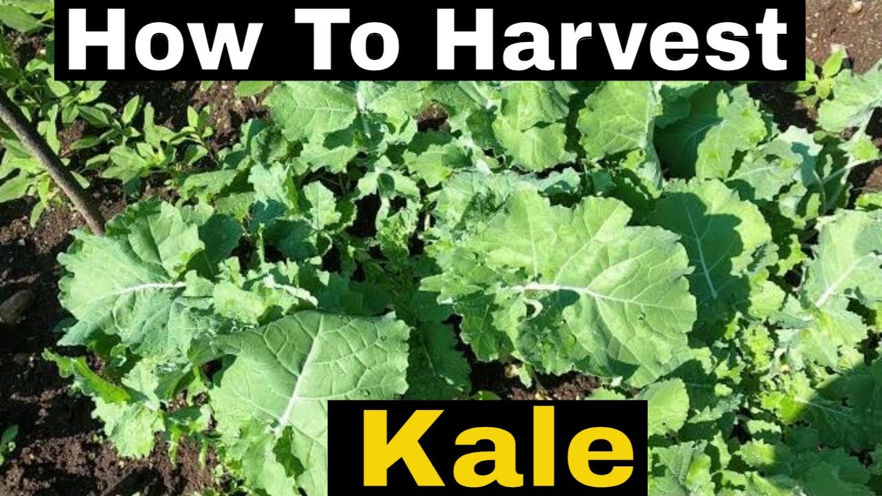 How to Harvest Kale and when to harvest Kale - YouTube