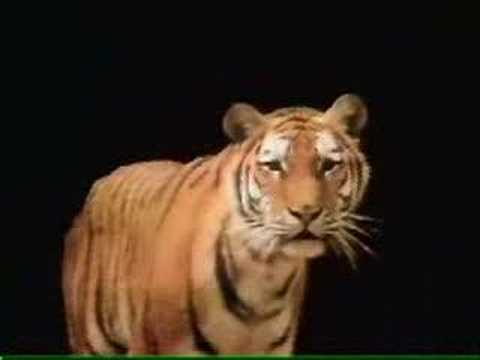 Sesame Street - Who You Lookin' At Tiger? - YouTube