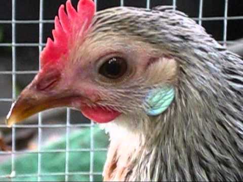Silver Phoenix hen with light blue earlobes - YouTube