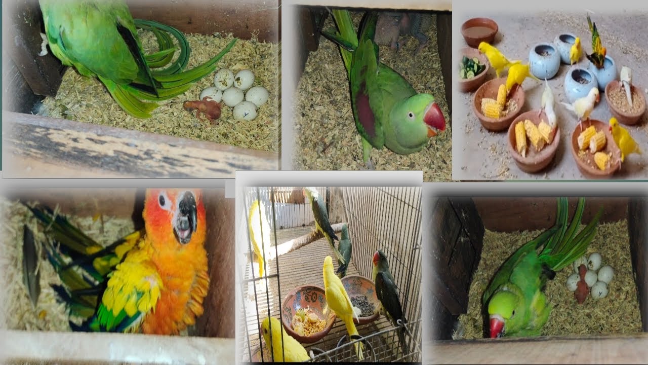 Parrot breeding progress||raw parrot egg hatching time||ringneck and ...