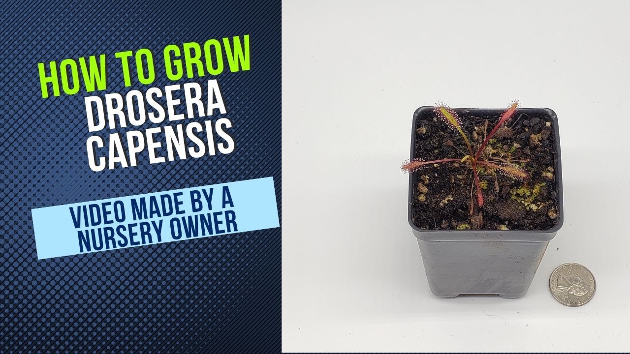 How to Grow and Propagate Drosera Capensis (Carnivorous Plant Grow ...