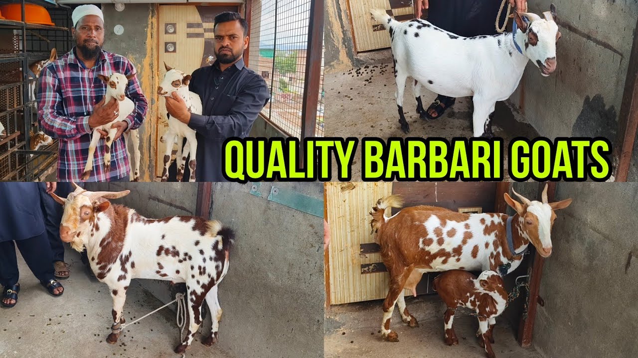Quality Barbari goats at Sheru Goat Farm Aurangabad Maharashtra - YouTube